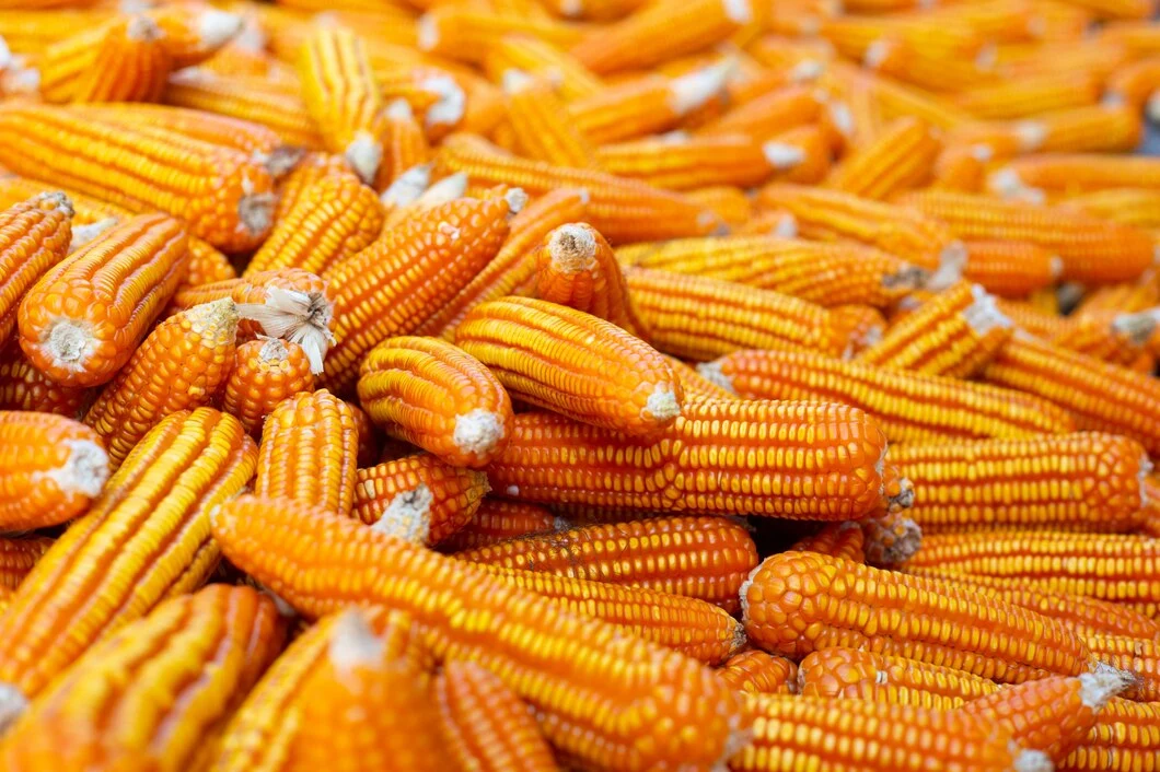 Yellow Corn for Animal Feed : Chickens, Cattle, Cows, Sheep, Goats ...
